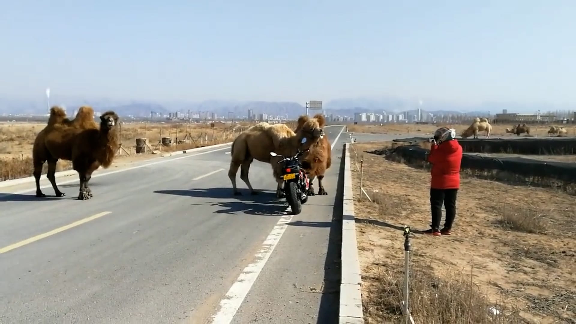 Motorcyclist encounters camels blocking road in Inner Mongolia