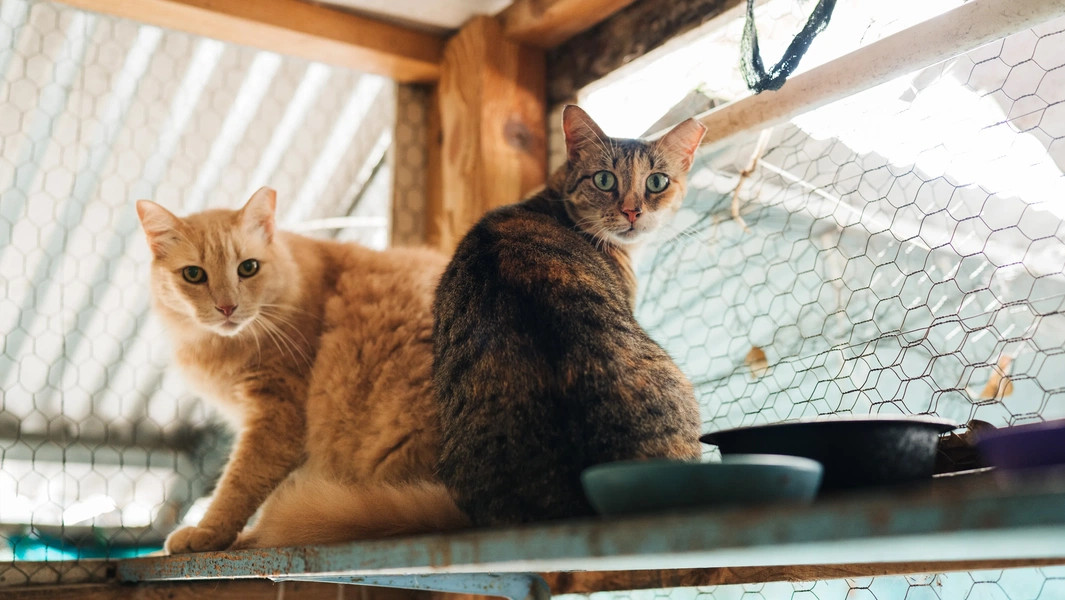 4 inspiring tales of cat rescue and devotion