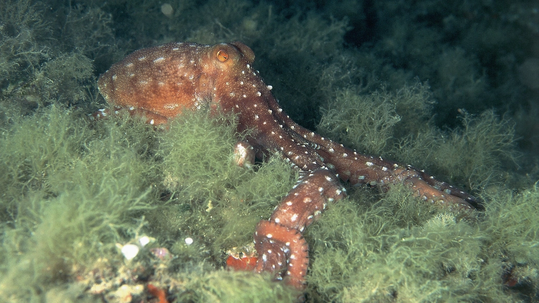 Octopus brains are rewriting science