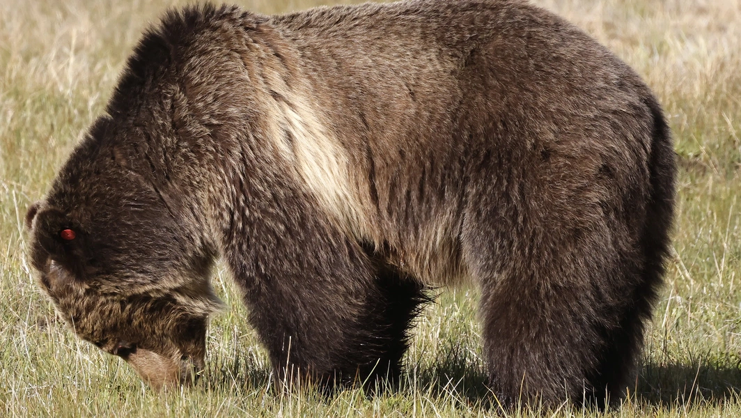How to identify, avoid, and survive bear encounters