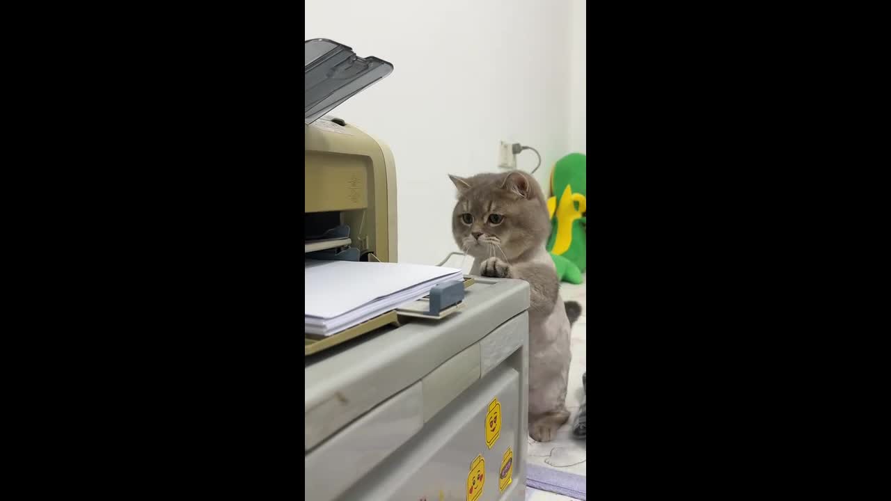 Cat tries to catch printing paper in Beijing, China
