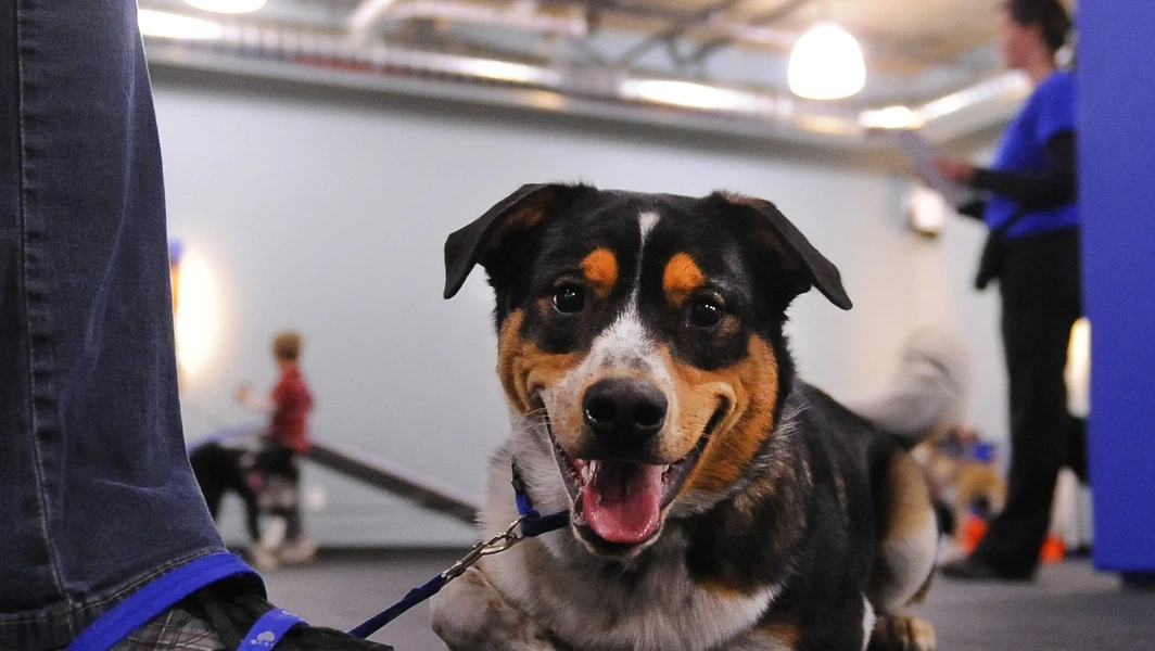 Experts outline key human traits that deepen dog trust