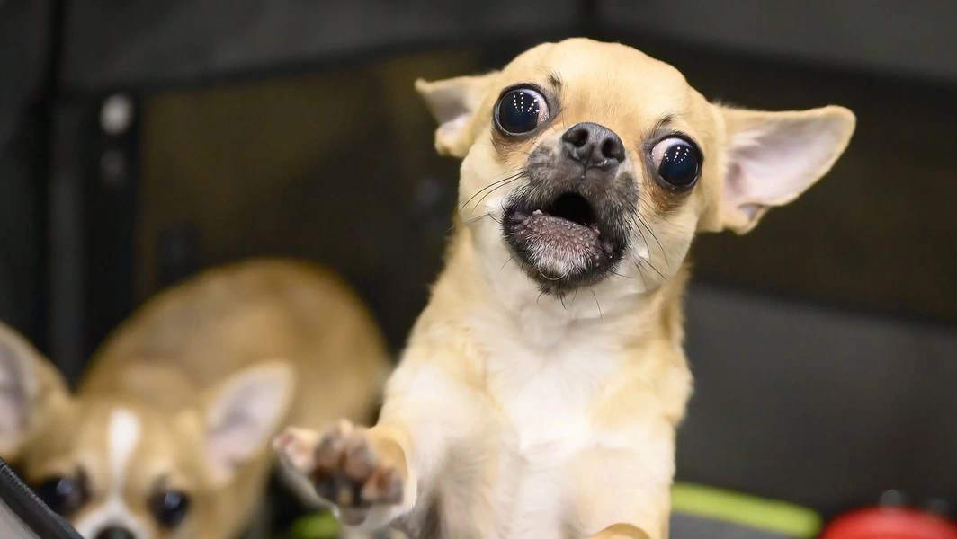 6 dog breeds known for frequent barking