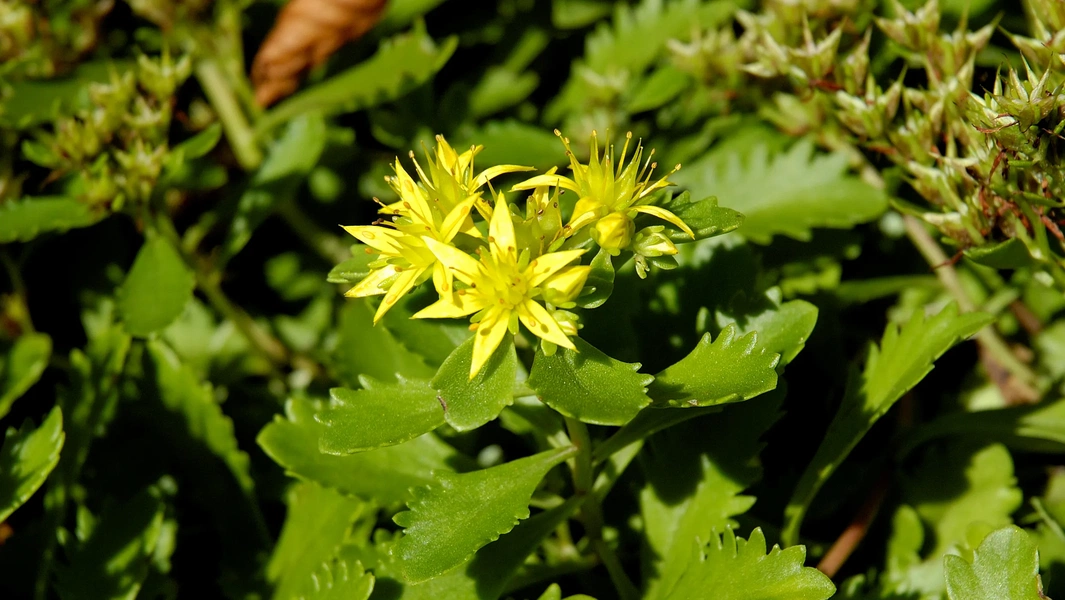 10 cold-hardy perennials to divide in spring