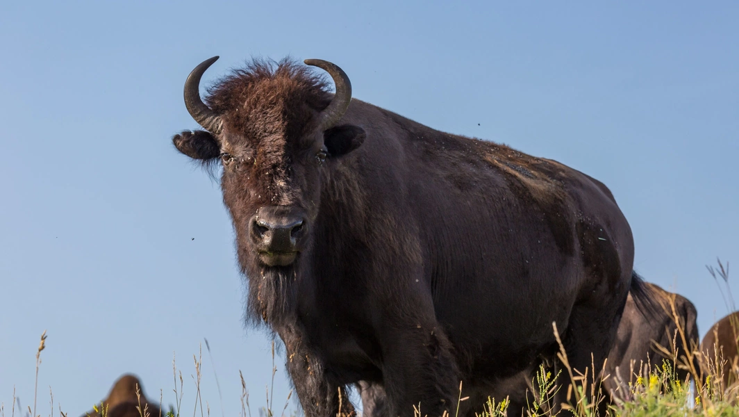 7 US states with the largest bison herds