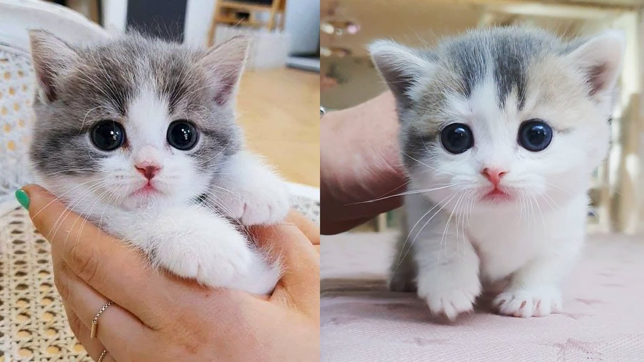 Gray button eyes in two tiny poses