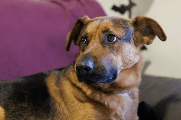 Senior shelter dog had one day left before rescue