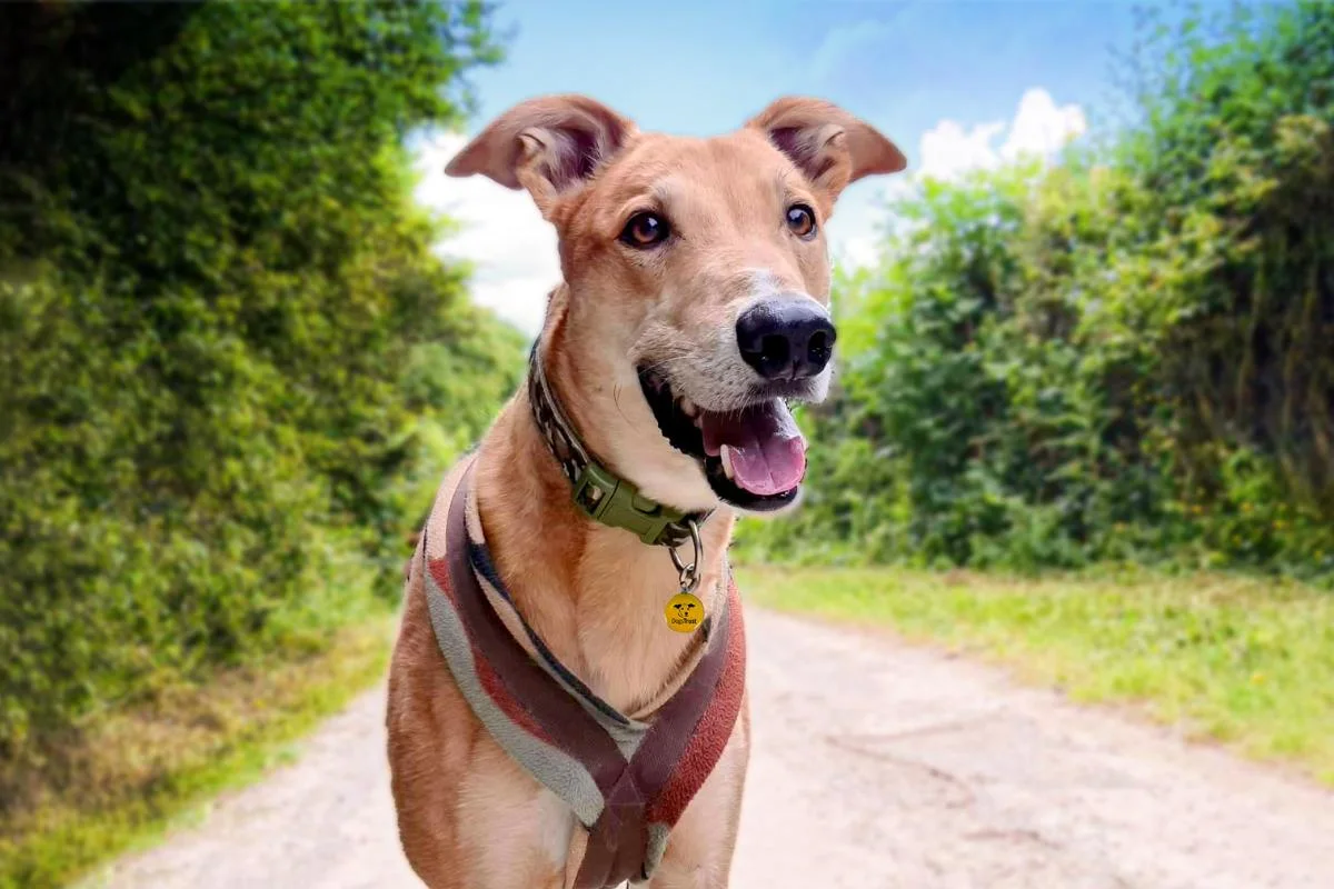 Dogs Trust warns some heatwave days are too hot for walks