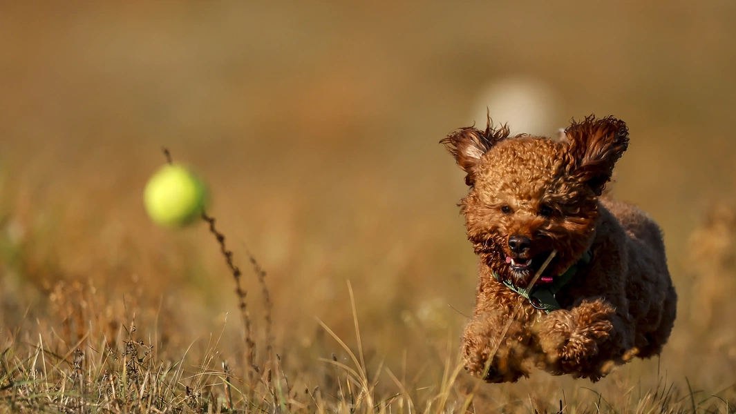 7 funny animal moments captured in photos
