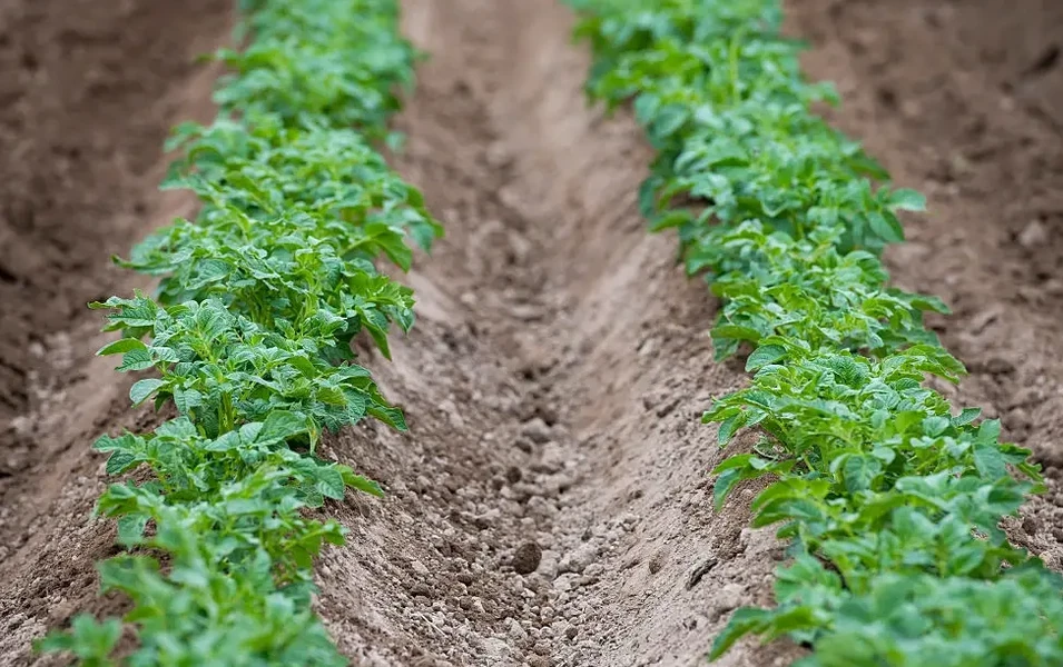 Clay soil gardening made simple and beautiful