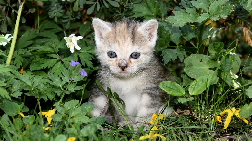 7 inspiring stray kitten rescues and care tips
