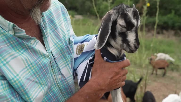 Messi the goat? In Kansas City, he works on unwanted vegetation