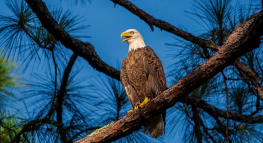 Nature’s birthday gift: Florida opens state parks for free to celebrate ...