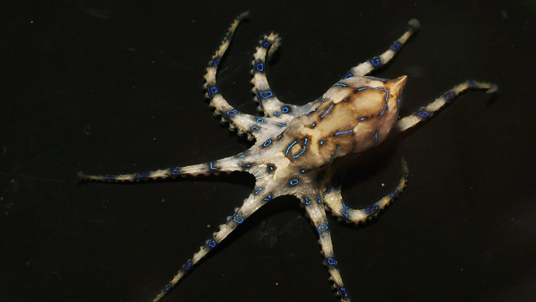 6 innocent-looking animals with deadly defenses