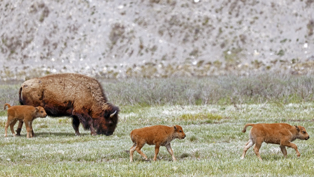 7 US states with the largest bison herds