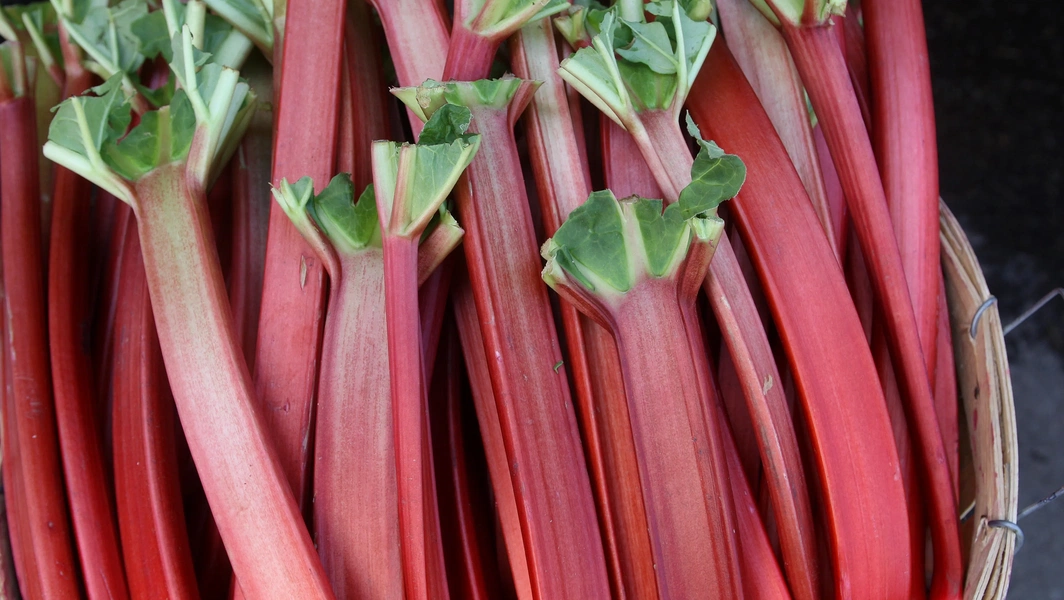 Classic rhubarb custard pie guide