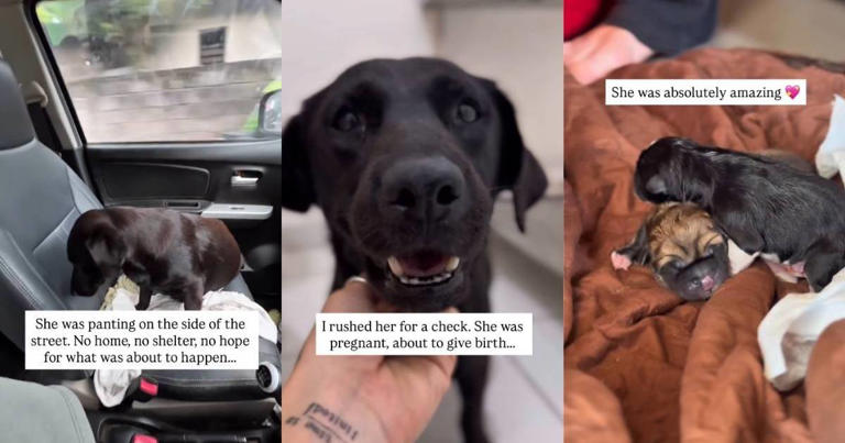 Human rescues dog thinking they saved one life, unaware of what's next