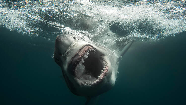 Shark Week is nearing—here's how to catch it in July