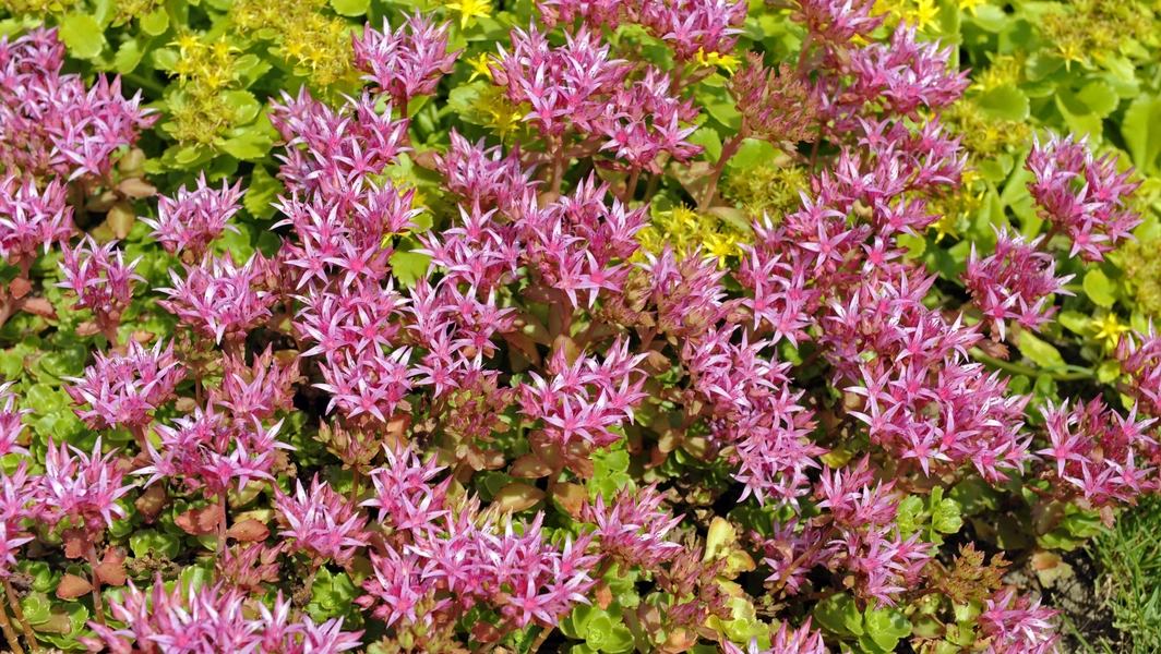 10 cold-hardy perennials to divide in spring