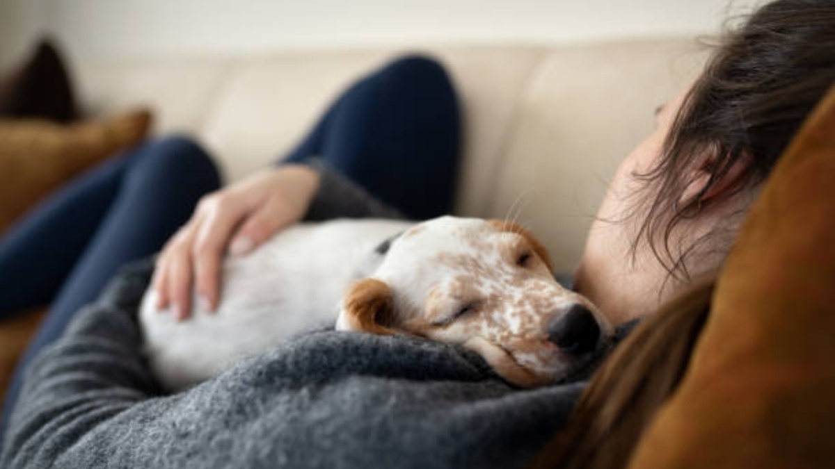 If your dog sleeps curled up next to you, heres what it really means