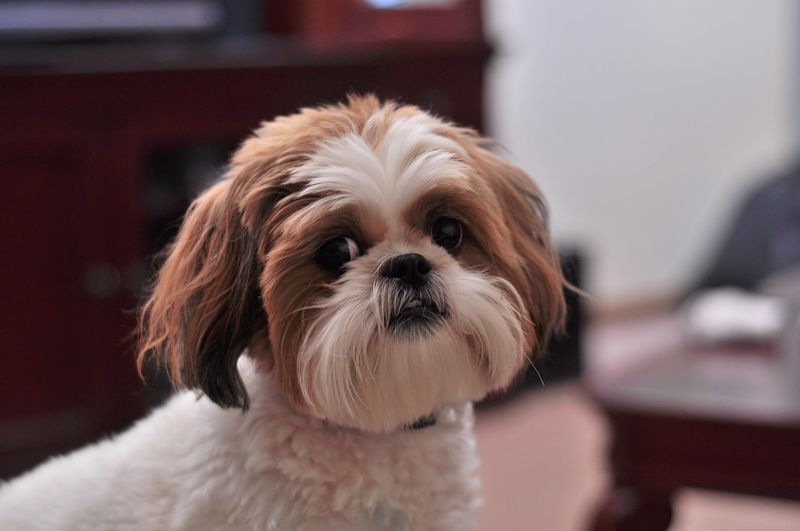 10 retirement-friendly dogs – plus 3 energetic breeds that help owners ...