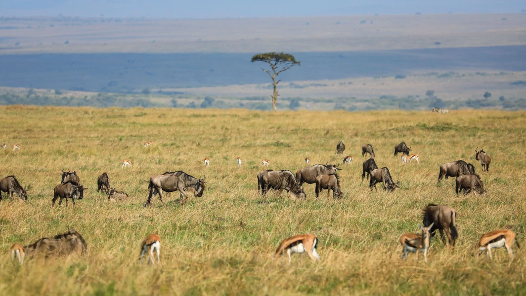 How human presence reshapes wildlife movement patterns