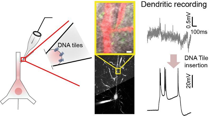 Artificial DNA tiles could deliver drugs and monitor neurons non ...