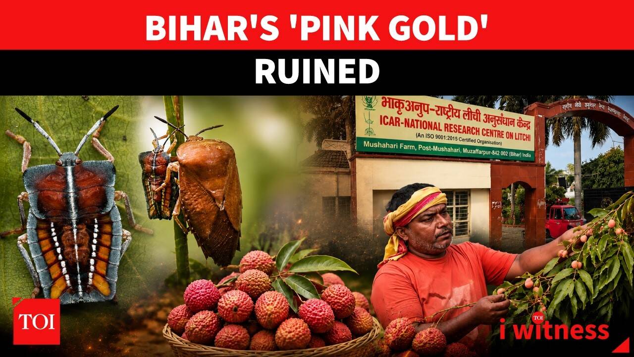 Bihar's pink gold faces its toughest season yet | I witness