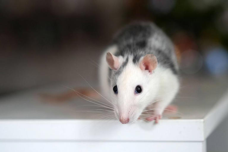 Prevent rats from entering your home with 36p common item