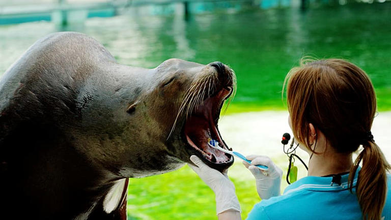Hungria: foca em jardim zoológico escova os dentes