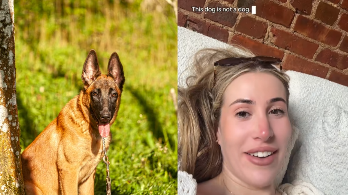 NYC woman’s family adopted a Belgian Malinois. They did not expect ...