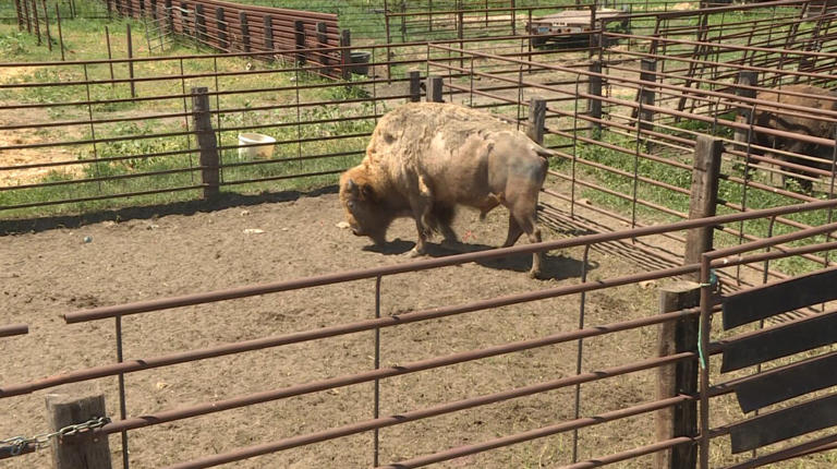 White buffalo moves to Selfridge
