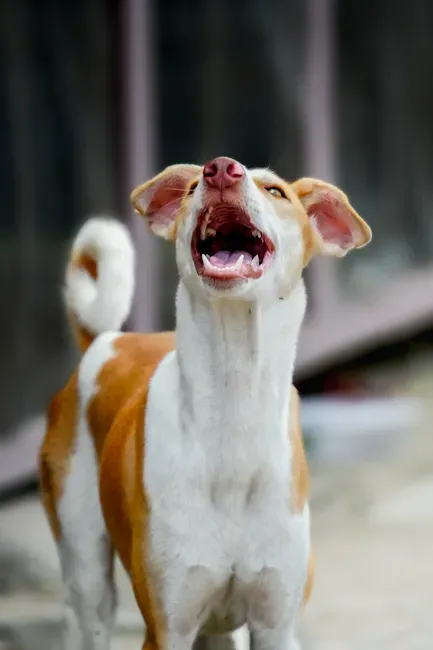 8 dog behaviours that look like disobedience but are actually signs of ...