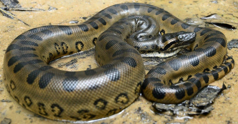 This massive snake swallowed a 150-pound hyena whole