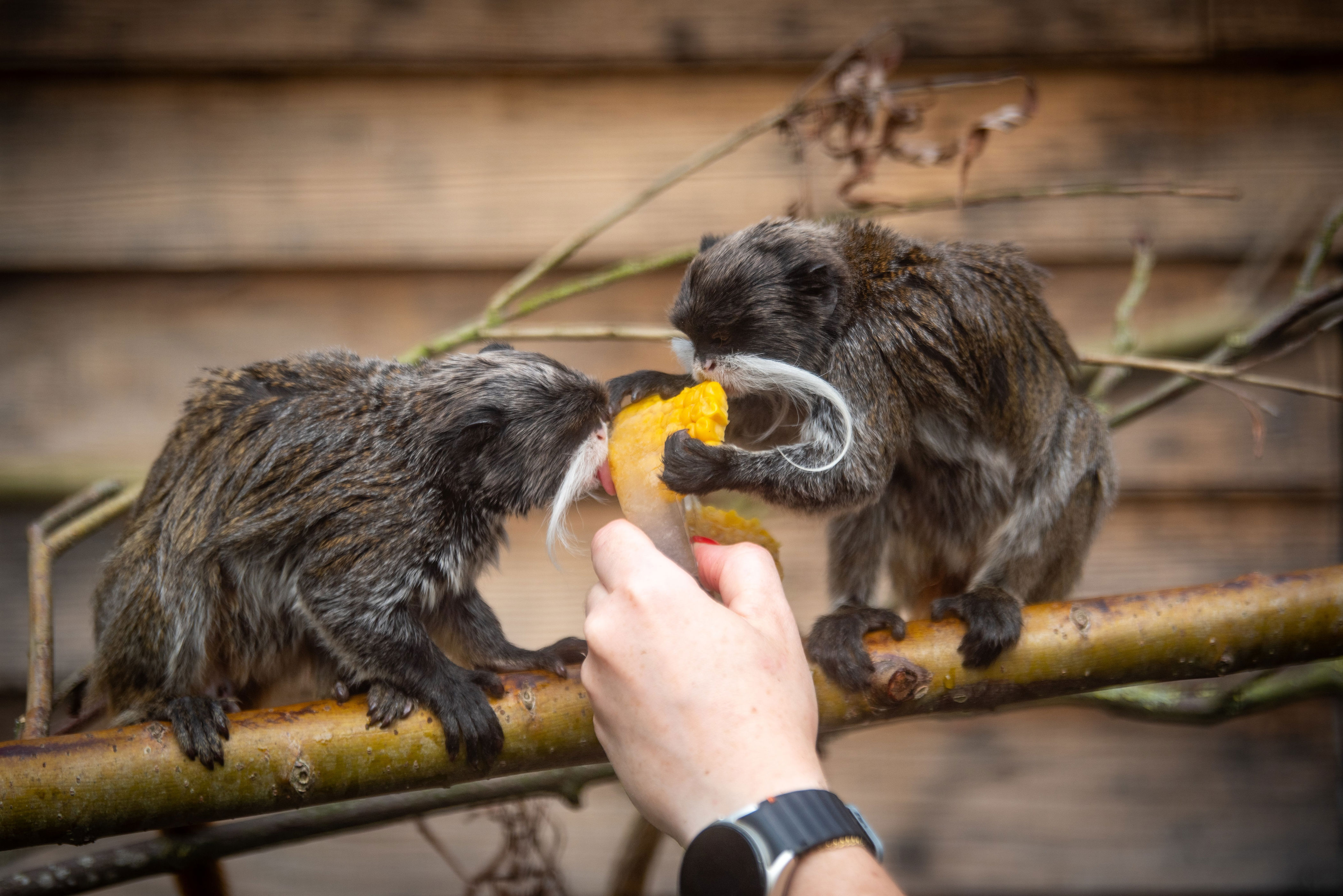 21 adorable pictures of animals cooling down at Wild Discovery zoo at ...