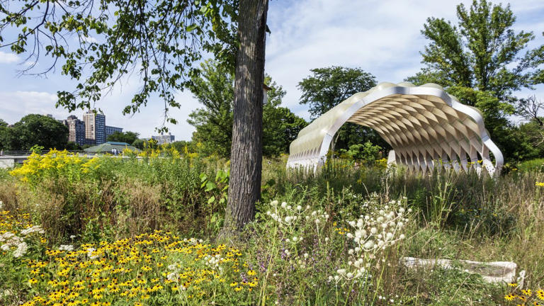 It's not too late to grow native Illinois plants in your garden
