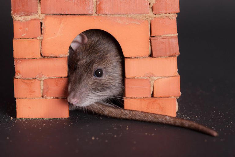 Prevent rats from entering your home with 36p common item