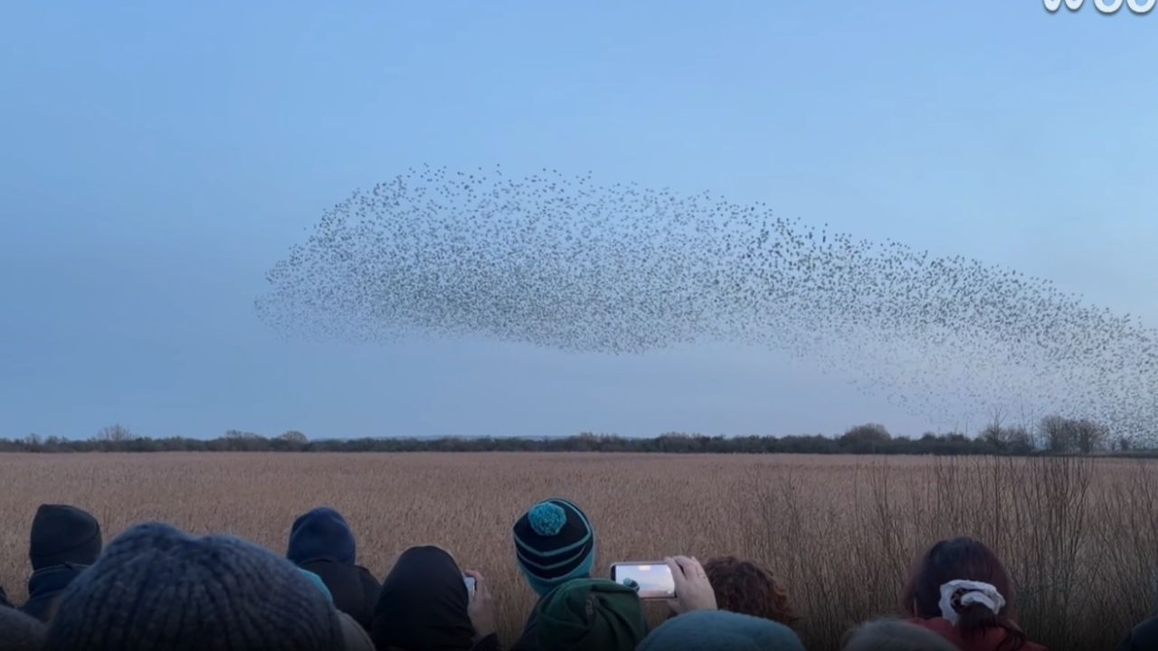 Large starling flock performs a murmuration at dusk