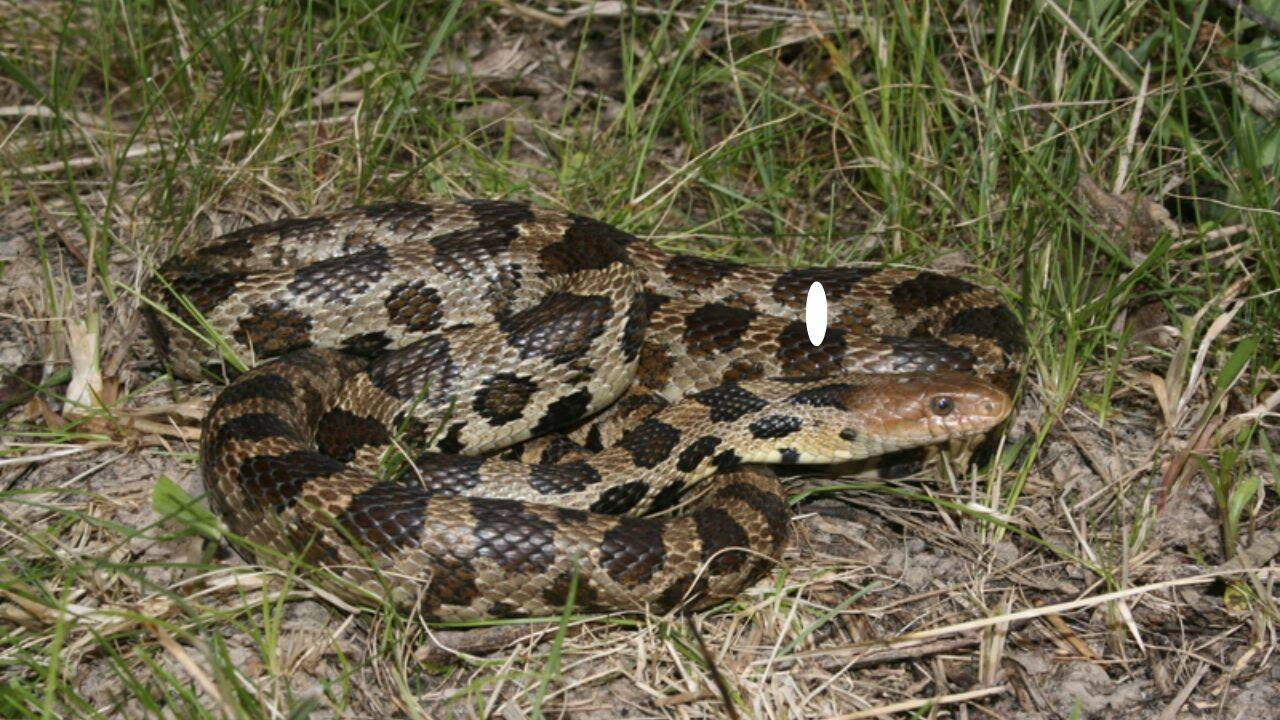 5 most snake-filled bodies of water in Ohio: Lake Erie, Mosquito Creek ...