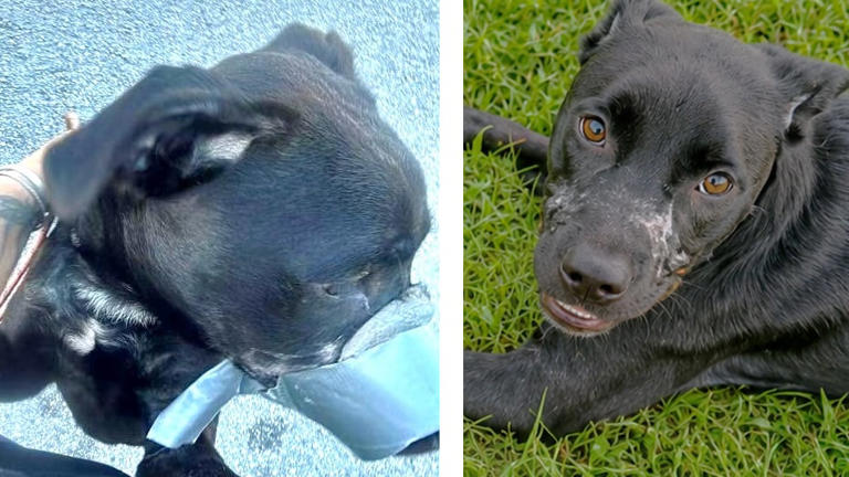 Auburndale woman charged after deputies say dog’s muzzle was taped shut