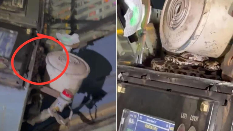 Baby python safely rescued from inside Jan Shatabdi Express engine ...