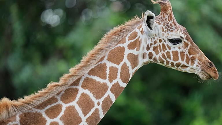 New giraffe born in Denmark zoo