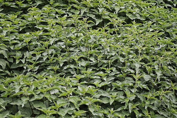 7 common plants you should never touch with your bare hands