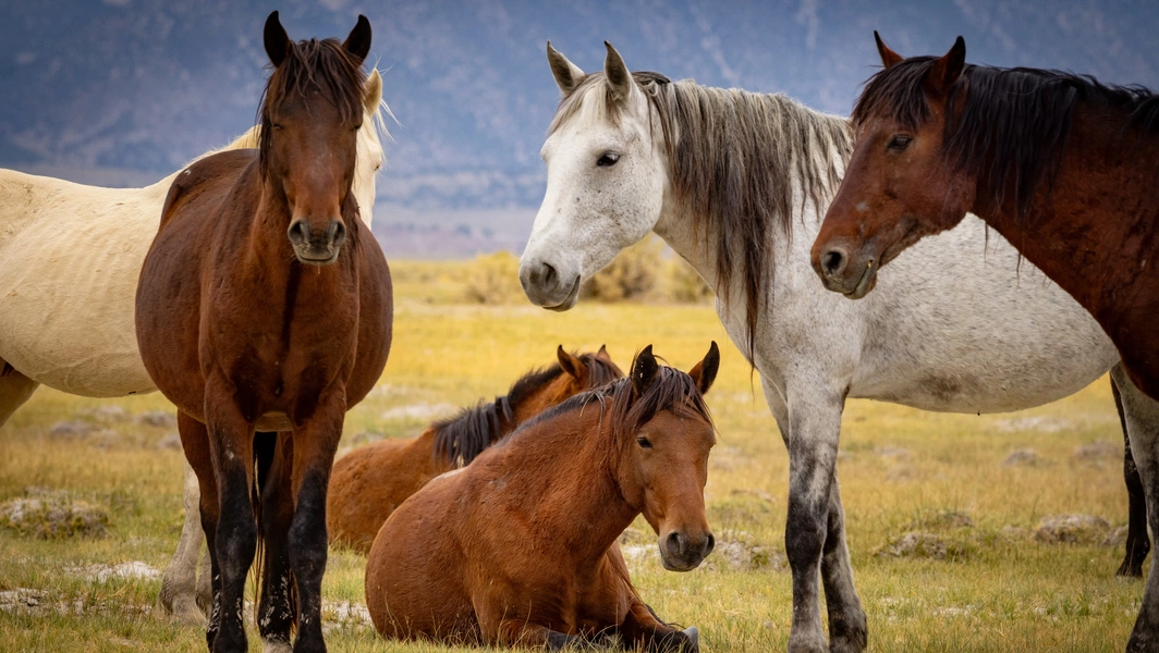 14 wild horse destinations across the United States