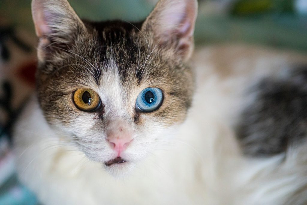 The rare fluffy kitten with a mesmerizing face stripe