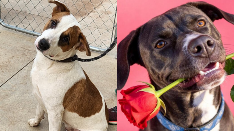 Looking for a loyal best friend? Meet these 10 adoptable pit bulls