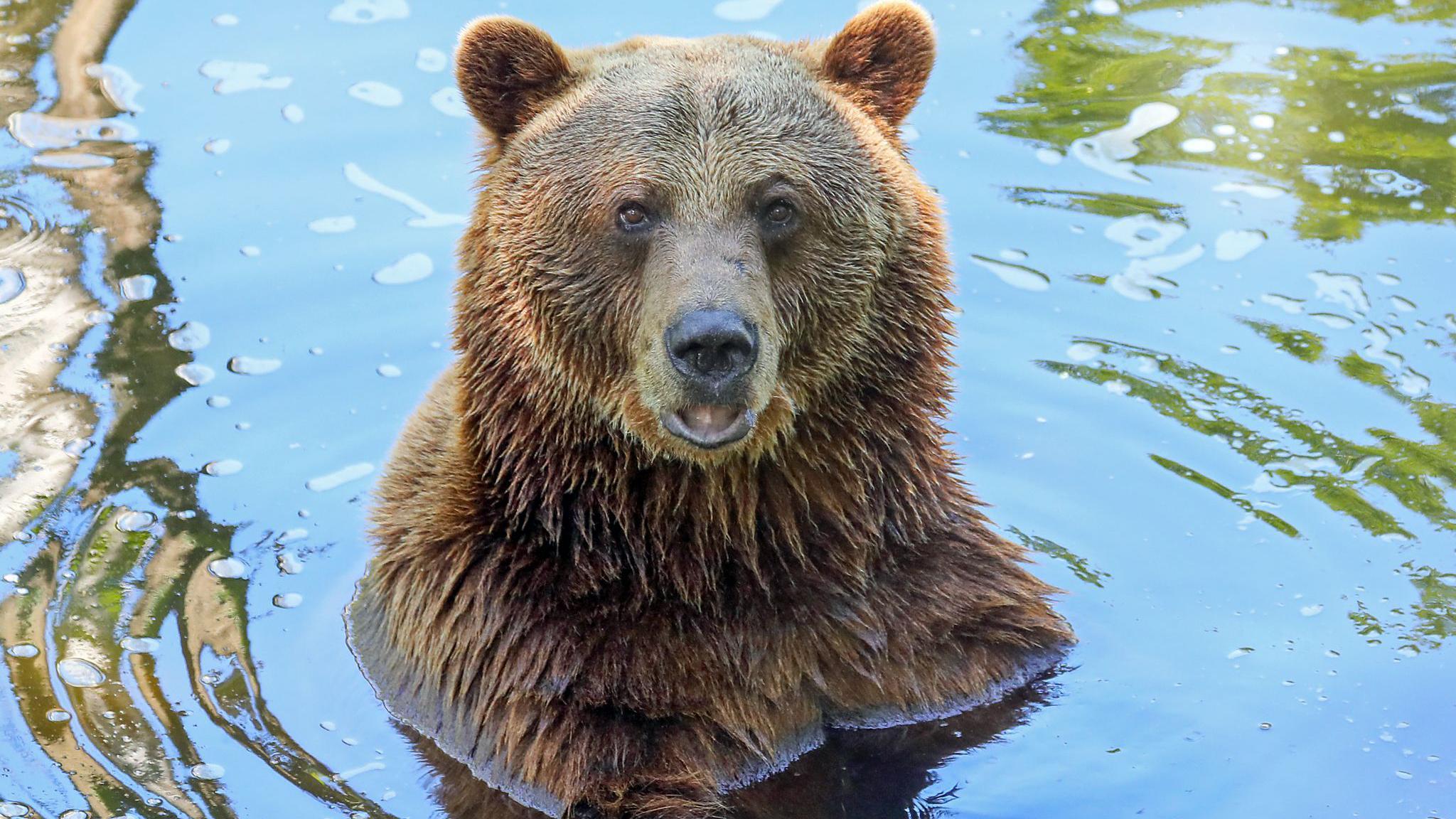 Rescued bear less grizzly after tooth surgery