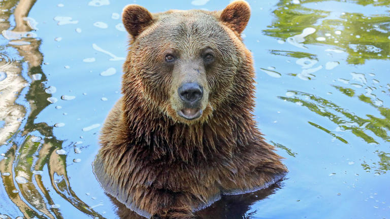 Rescued bear less grizzly after tooth surgery
