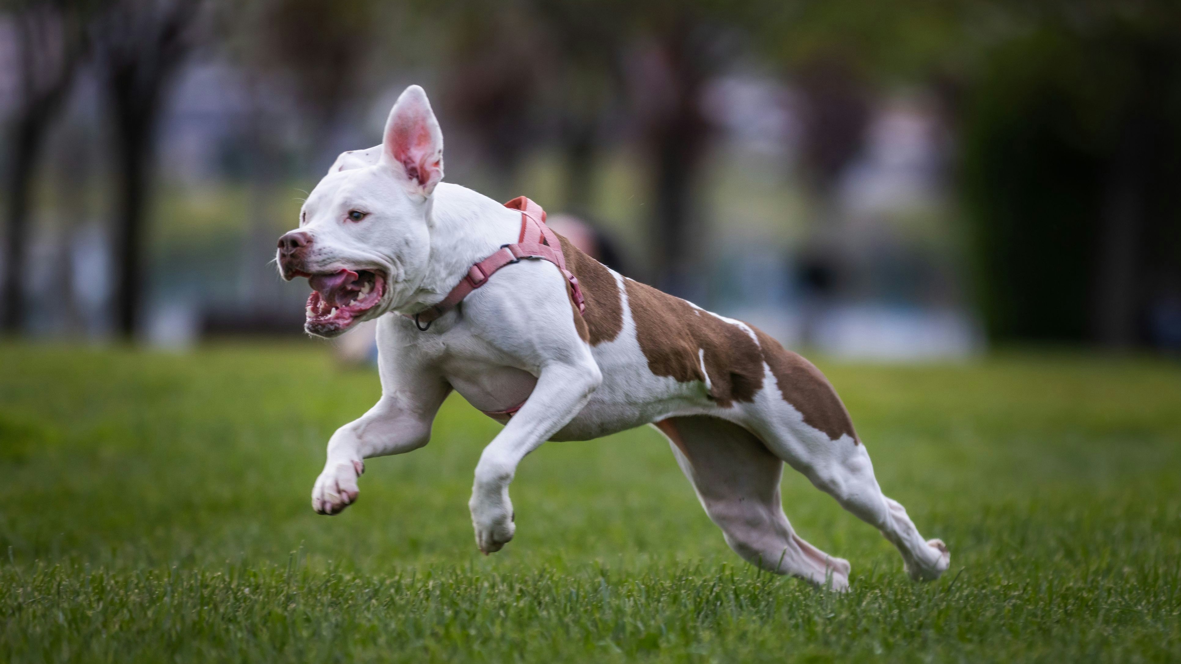 Spaziergängerin (61) von freilaufendem Hund gebissen