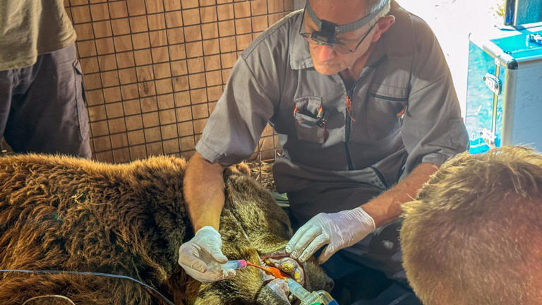 Rescued bear less grizzly after tooth surgery